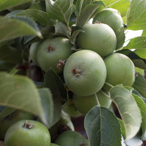 Bountiful Farms | Edibles Collection