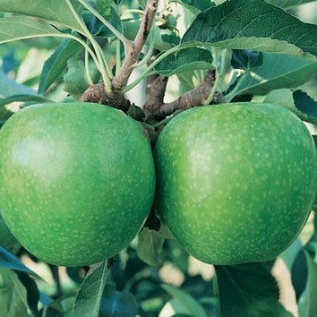 Bountiful Farms | Edibles Collection