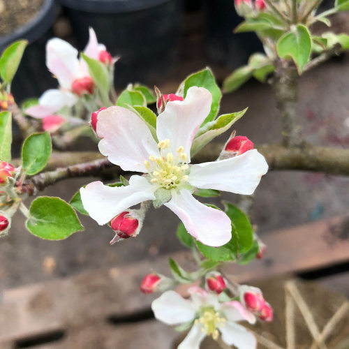 Bountiful Farms | Edibles Collection