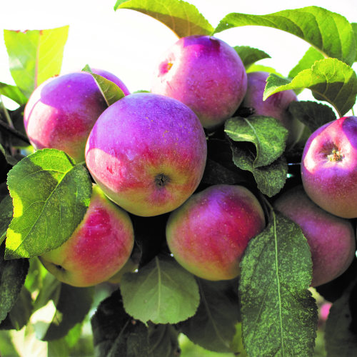 Bountiful Farms | Edibles Collection