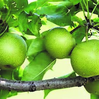 Bountiful Farms | Edibles Collection