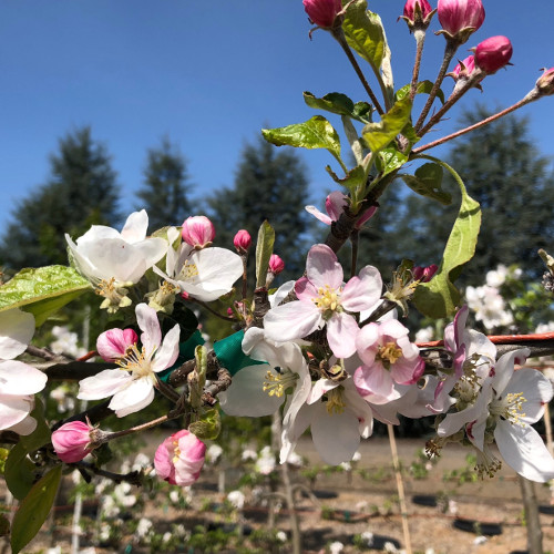 Bountiful Farms | Edibles Collection