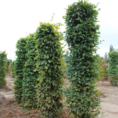 Bountiful Farms | Hedging Collection