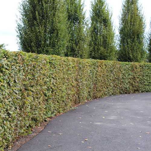 Bountiful Farms | Hedging Collection
