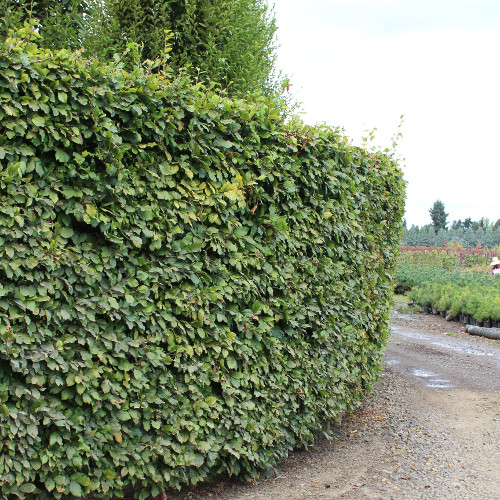 Bountiful Farms | Hedging Collection