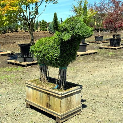 Bountiful Farms | Sculptured Collection