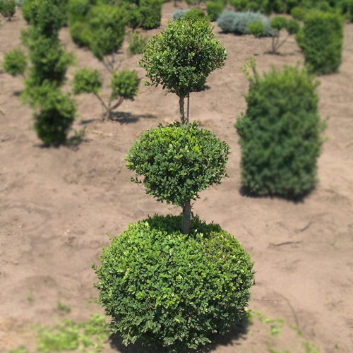 Bountiful Farms | Topiary Collection